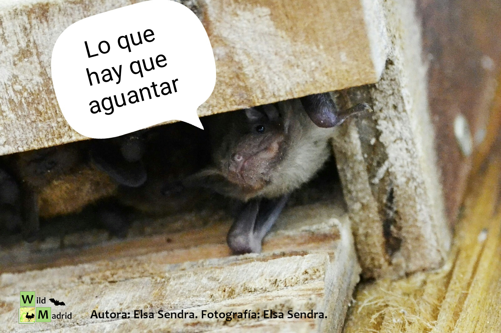 Celebramos la International Bat Night 2020 con «Memes» – Wild Madrid